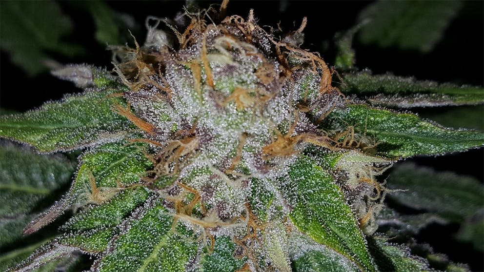 Photos of Purple Dog Poop Weed Strain Buds | Leafly