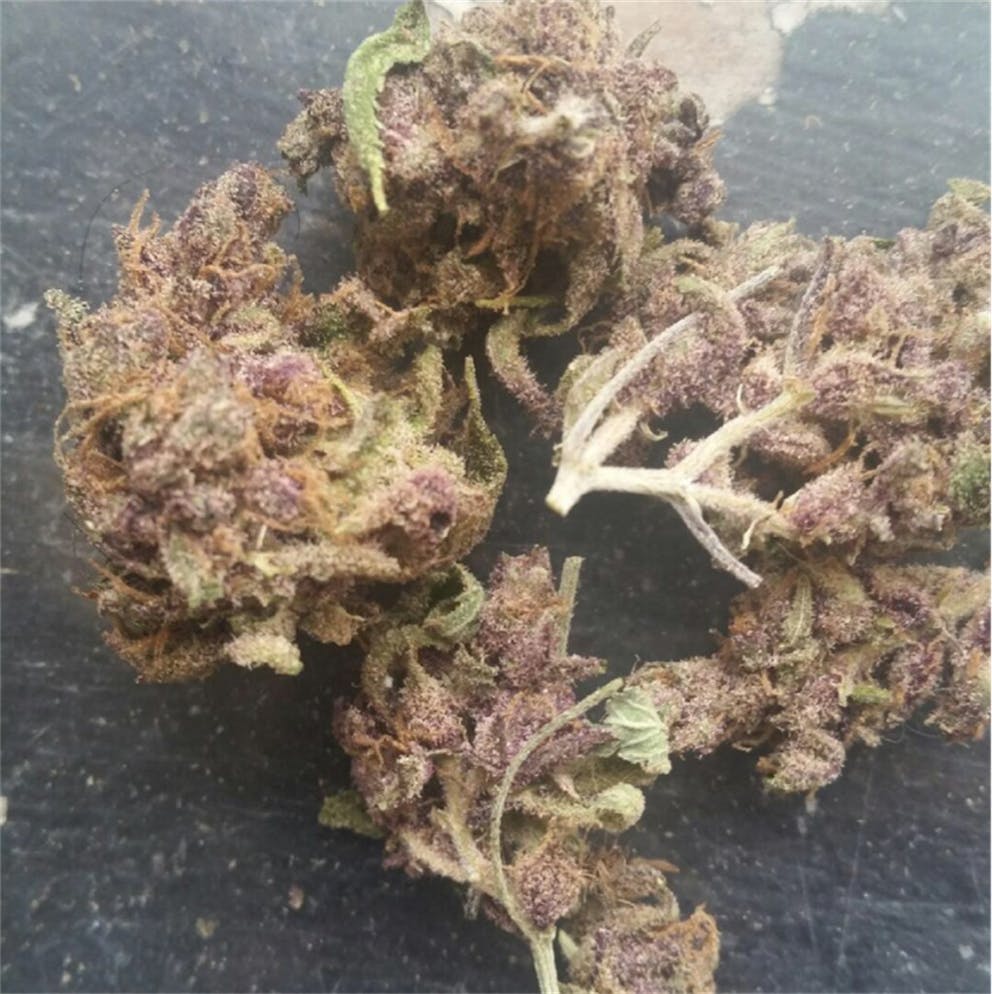 Photos of Purple Elephant Weed Strain Buds | Leafly