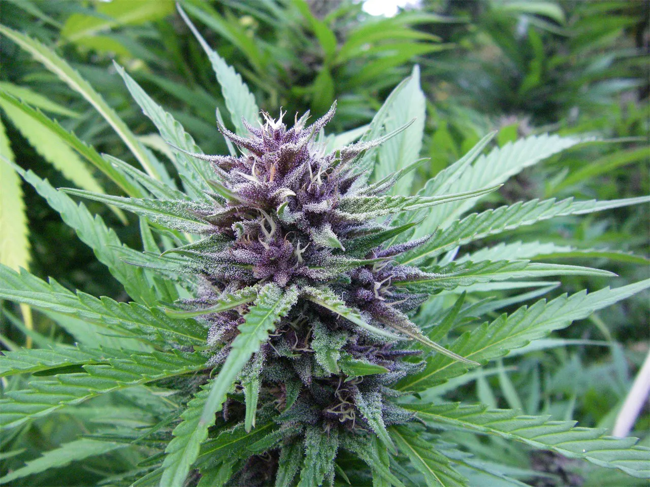 Photos of Purple Goat Weed Strain Buds | Leafly