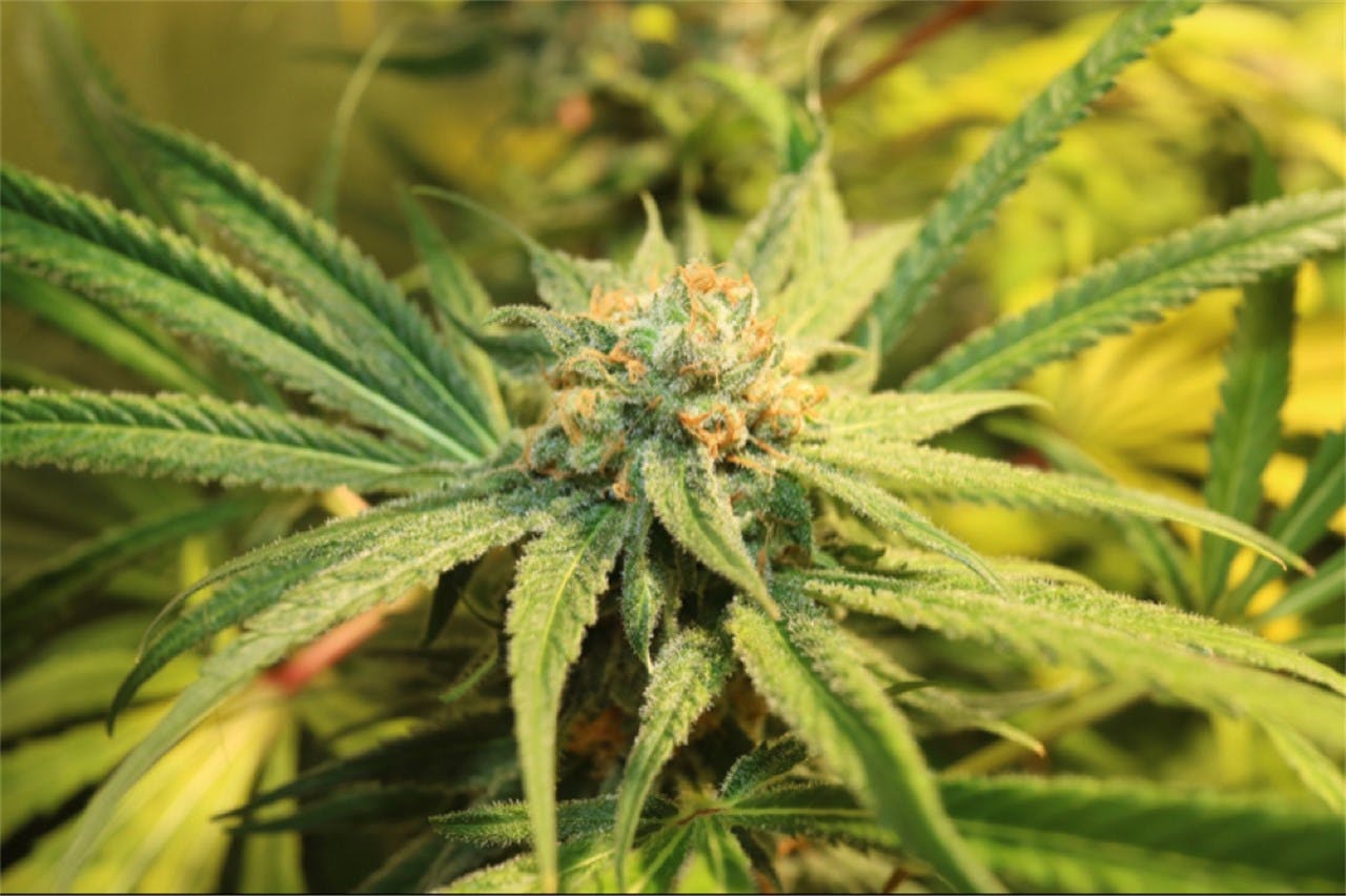 Photos of Purple Haze Weed Strain Buds | Leafly