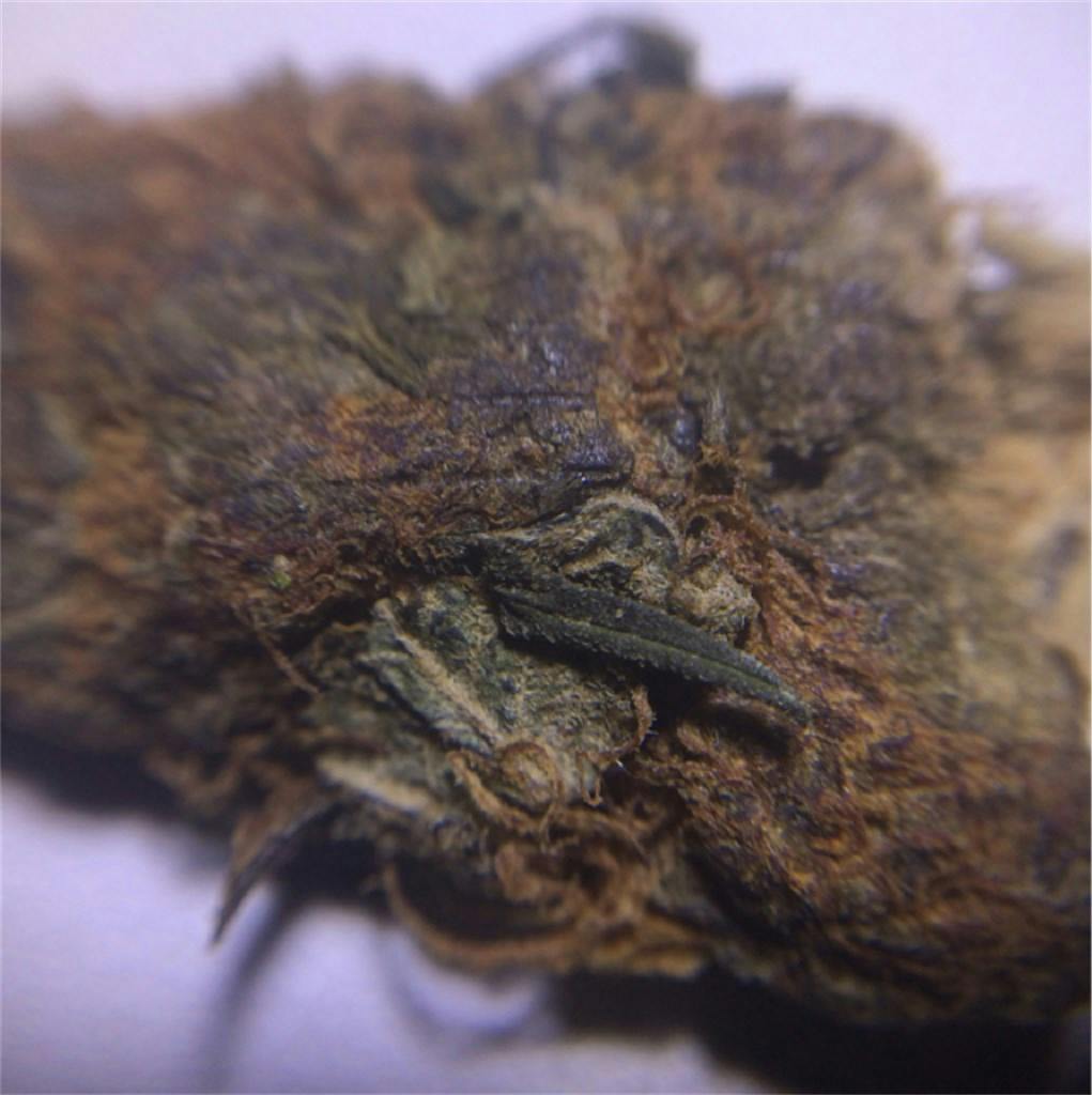 Photos of Purple Haze Weed Strain Buds | Leafly