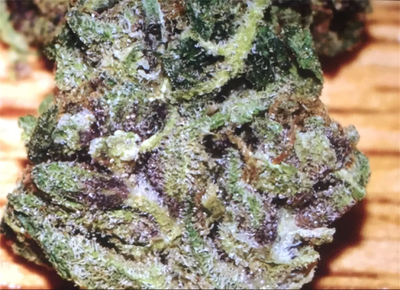Photos of Purple Haze Weed Strain Buds | Leafly