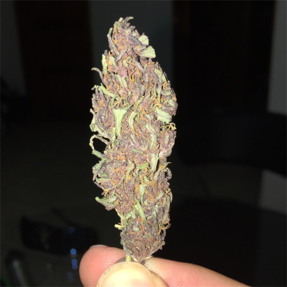 Photos Of Purple Haze Weed Strain Buds Leafly photos-of-purple-haze-weed-strain-buds-leafly