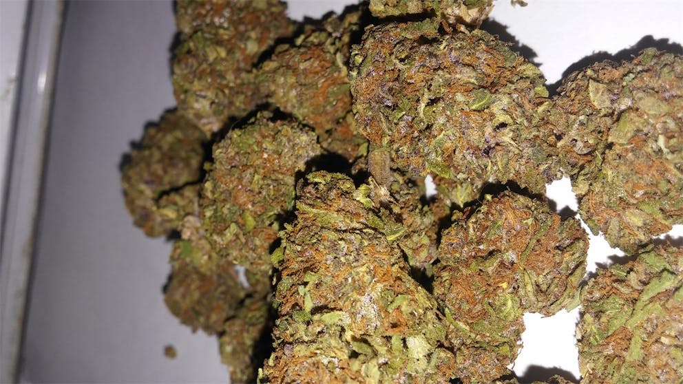 Photos of Purple Hindu Kush Weed Strain Buds | Leafly