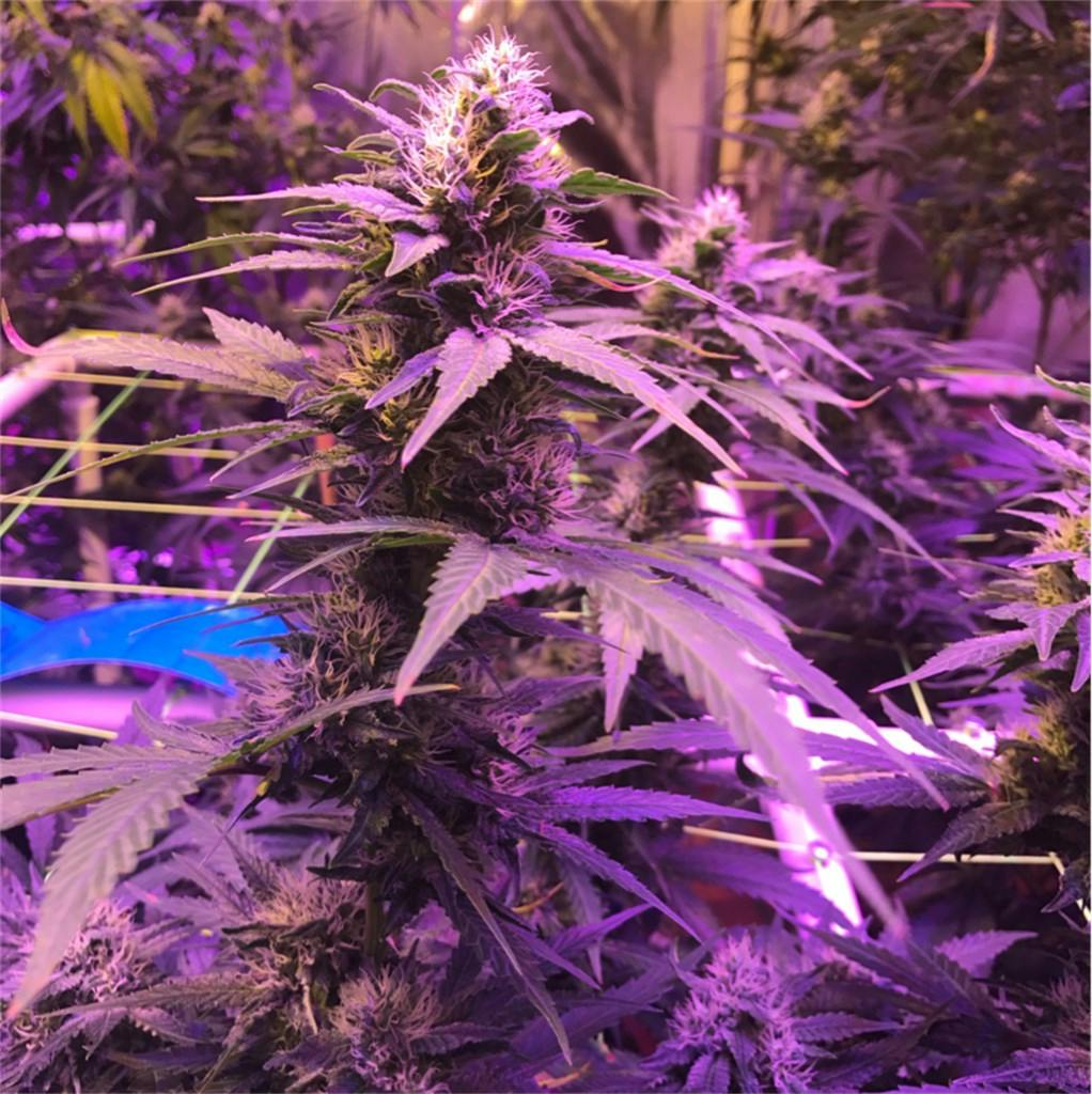 Photos of Purple Kush Weed Strain Buds | Leafly