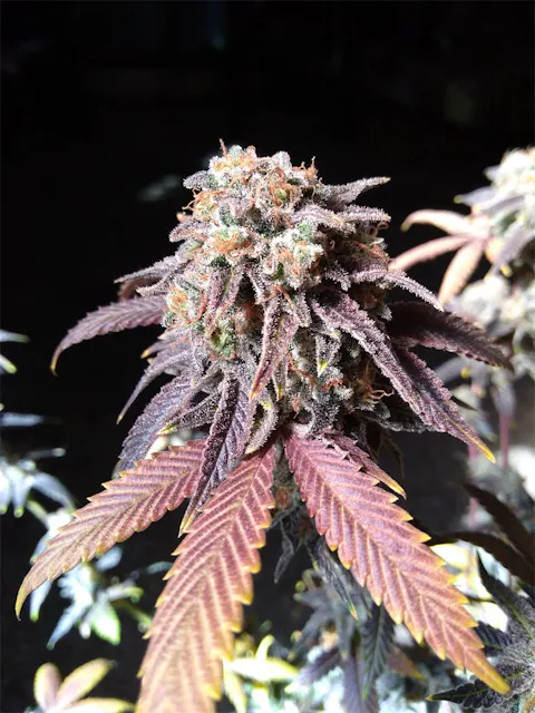 Purple Monkey Balls Weed Strain Information | Leafly