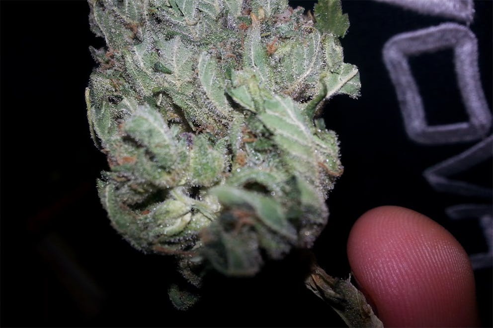 Photos Of Purple Passion Weed Strain Buds Leafly