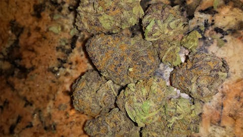 Purple Princess Weed Strain Information | Leafly