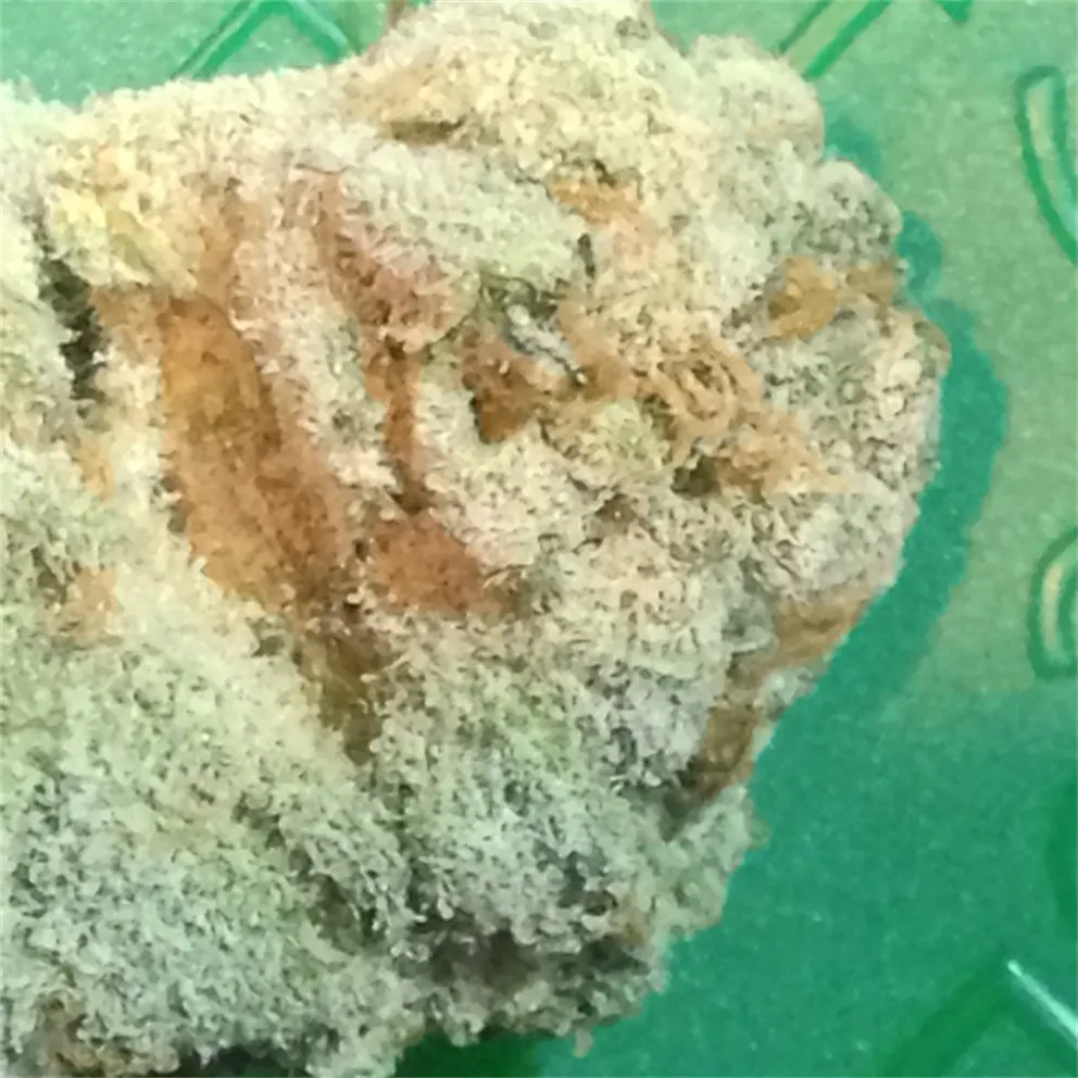 Photos of Purple Skunk Weed Strain Buds | Leafly