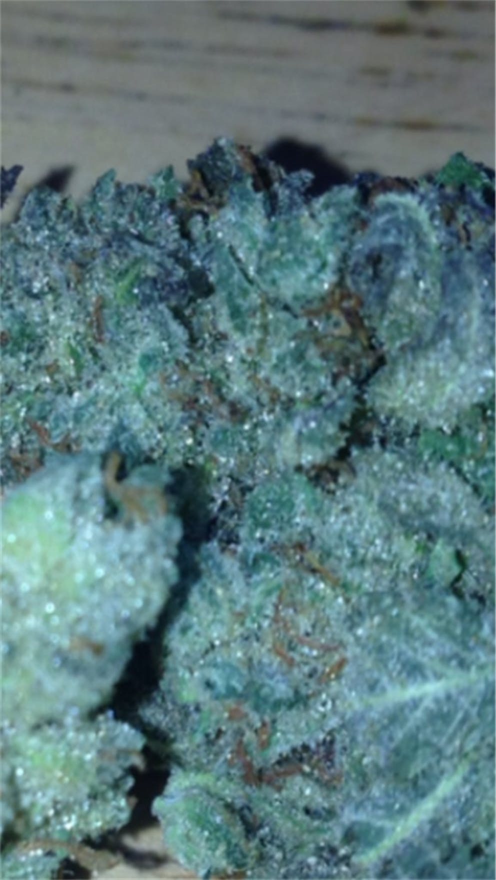 Photos of Purple Star Weed Strain Buds | Leafly