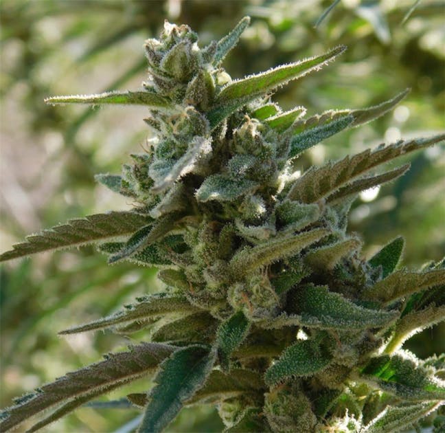 Photos of Quantum Kush Weed Strain Buds | Leafly