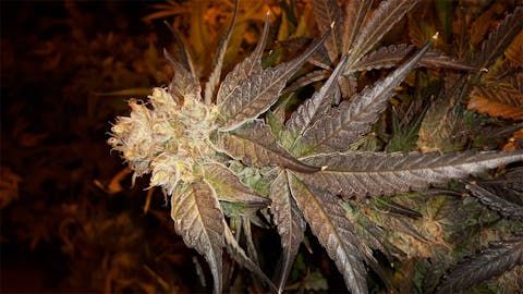 Querkle Weed Strain Information | Leafly