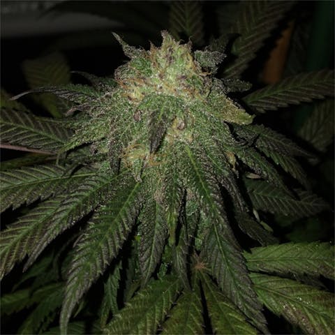 Rainbow aka Rainbow Kush, Rainbow Bud Weed Strain Information | Leafly