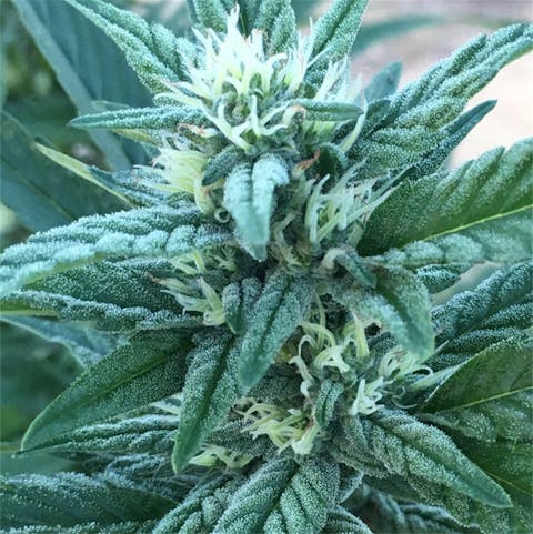 Raskal OG aka Raskal OG Kush Weed Strain Information | Leafly