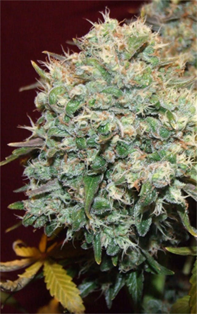 Red Congolese aka Red Congo Weed Strain Information | Leafly