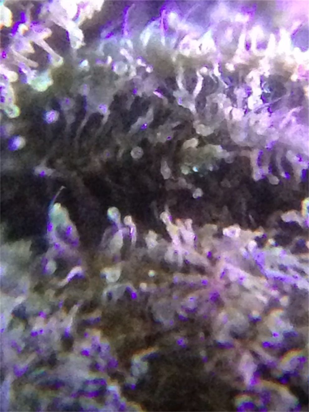 Photos of Red Dragon Weed Strain Buds | Leafly