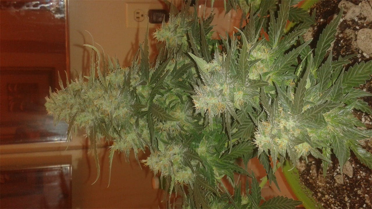 Red Dwarf Weed Strain Information | Leafly