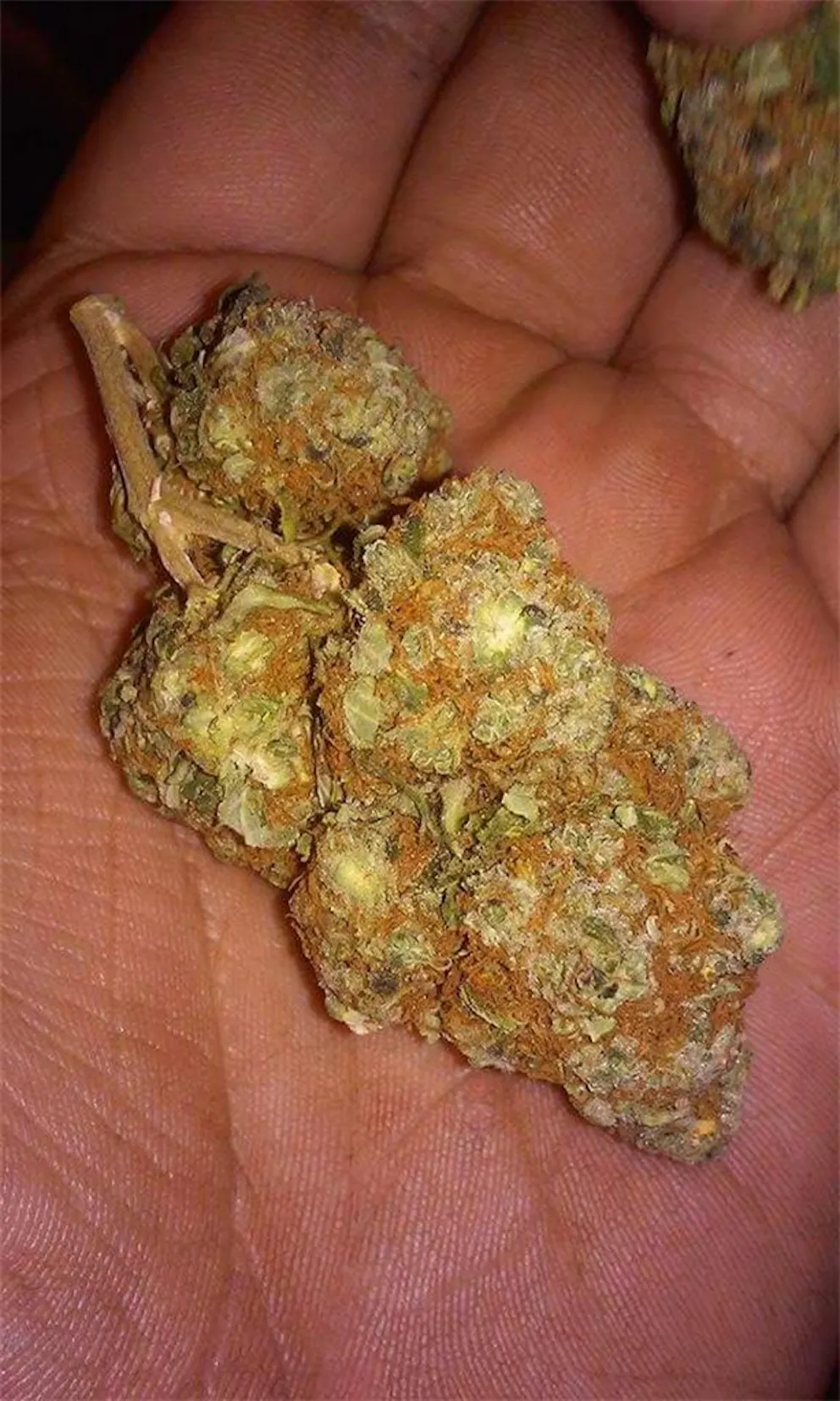 Photos of Red Headed Stranger Weed Strain Buds | Leafly