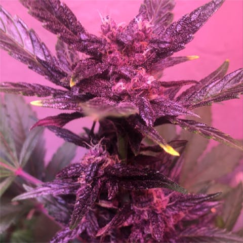 Red Poison Weed Strain Information | Leafly