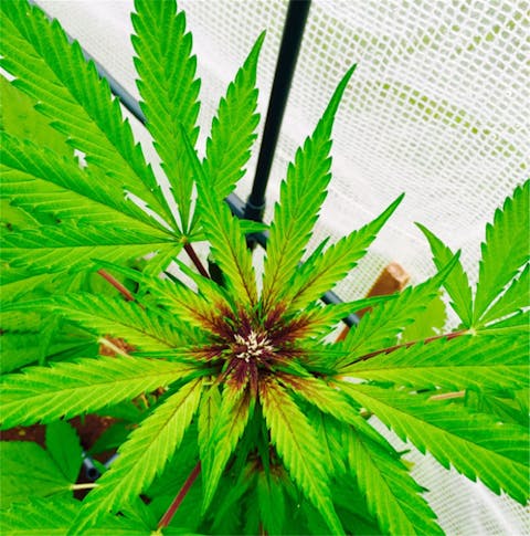 Red Poison Weed Strain Information | Leafly