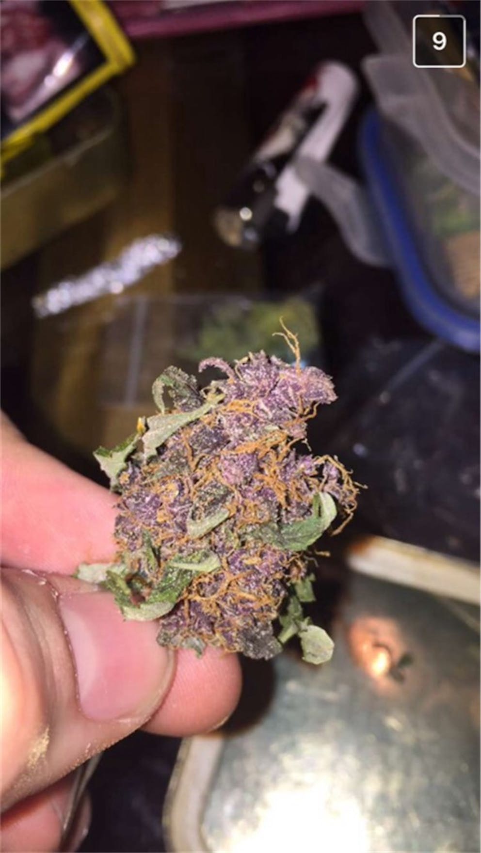 Photos of Red Poison Weed Strain Buds | Leafly