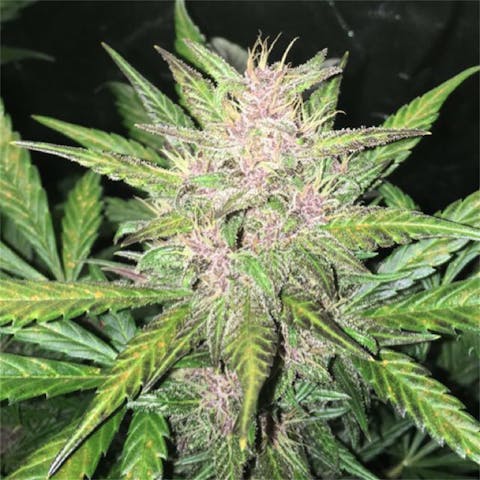 Red Poison Weed Strain Information | Leafly