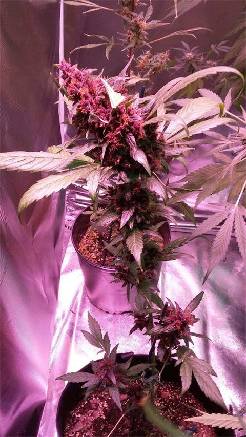 Red Poison Weed Strain Information | Leafly