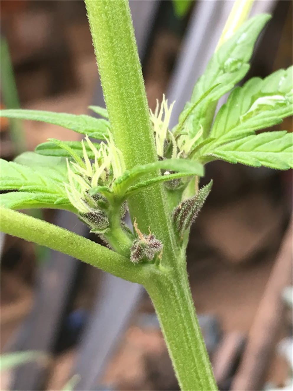 Photos of Red Poison Weed Strain Buds | Leafly