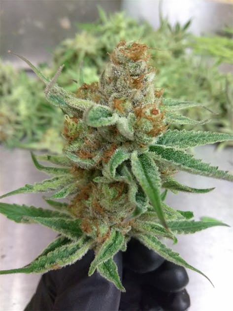 Photos of Redwood Kush Weed Strain Buds | Leafly