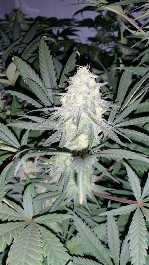 Remedy Weed Strain Information | Leafly