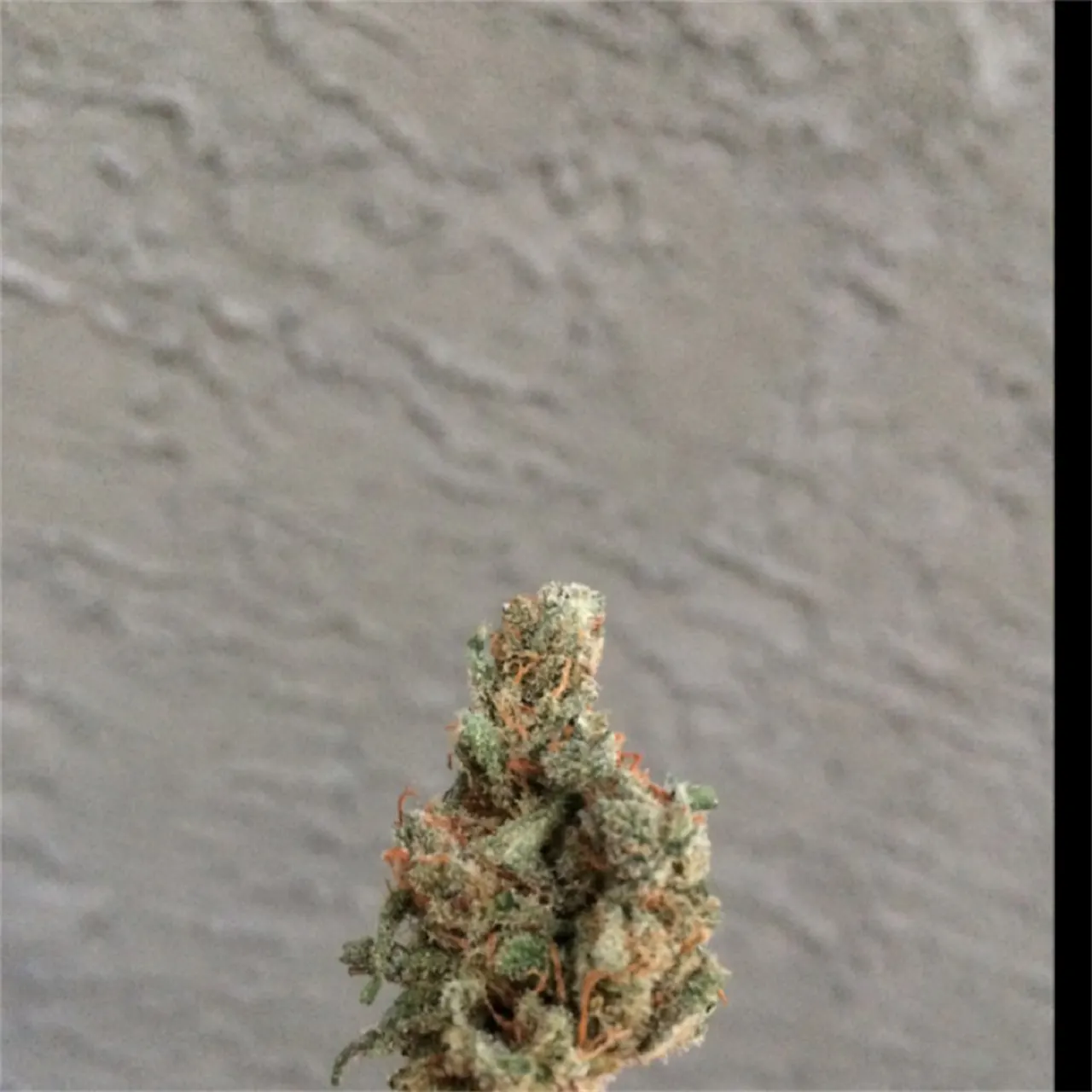 Photos of Rene Weed Strain Buds | Leafly