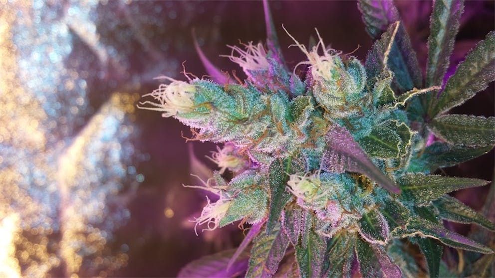 Photos of Ripped Bubba Weed Strain Buds | Leafly