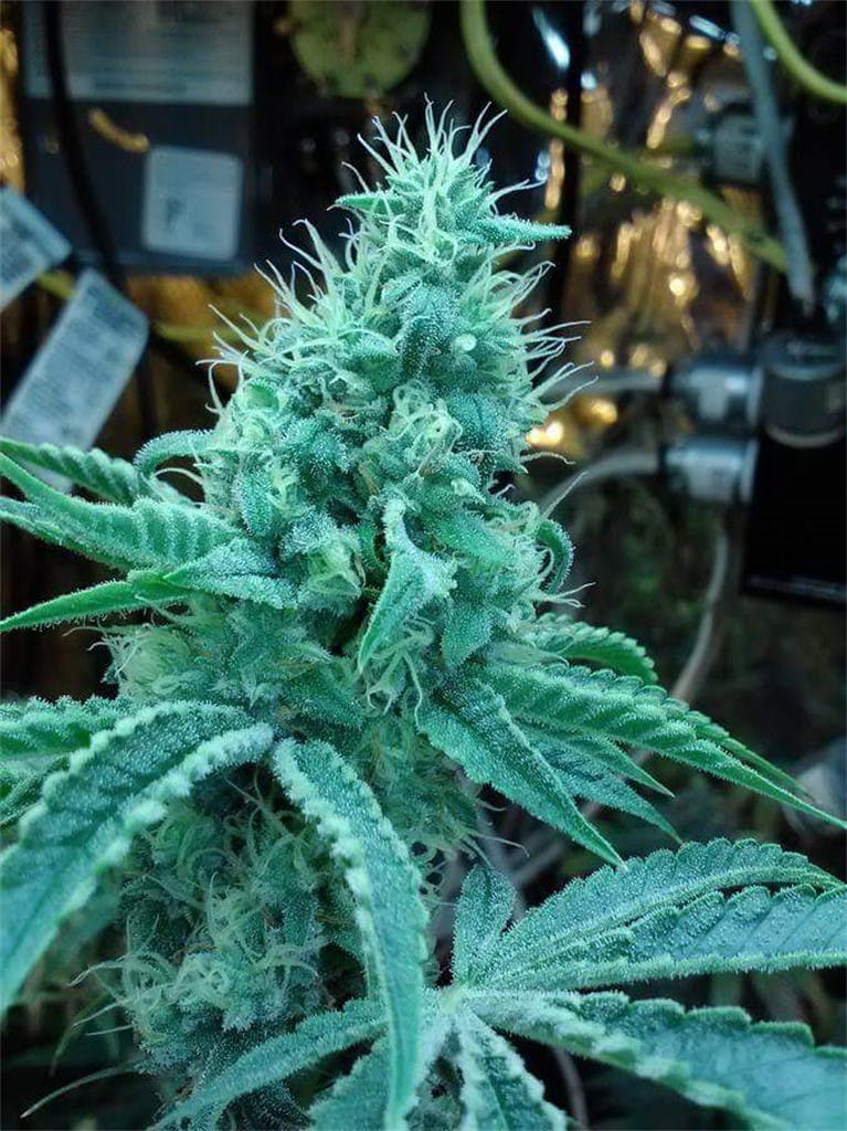 Rocky Mountain Blueberry aka RM Blueberry Weed Strain Information | Leafly