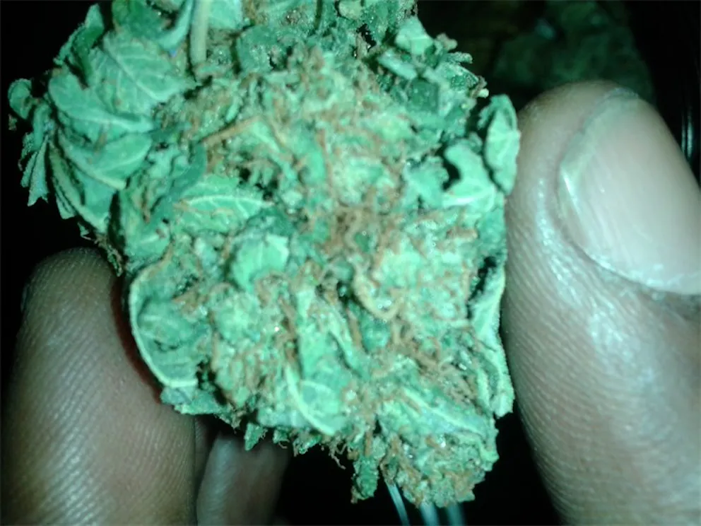 Photos of Root Beer Kush Weed Strain Buds | Leafly