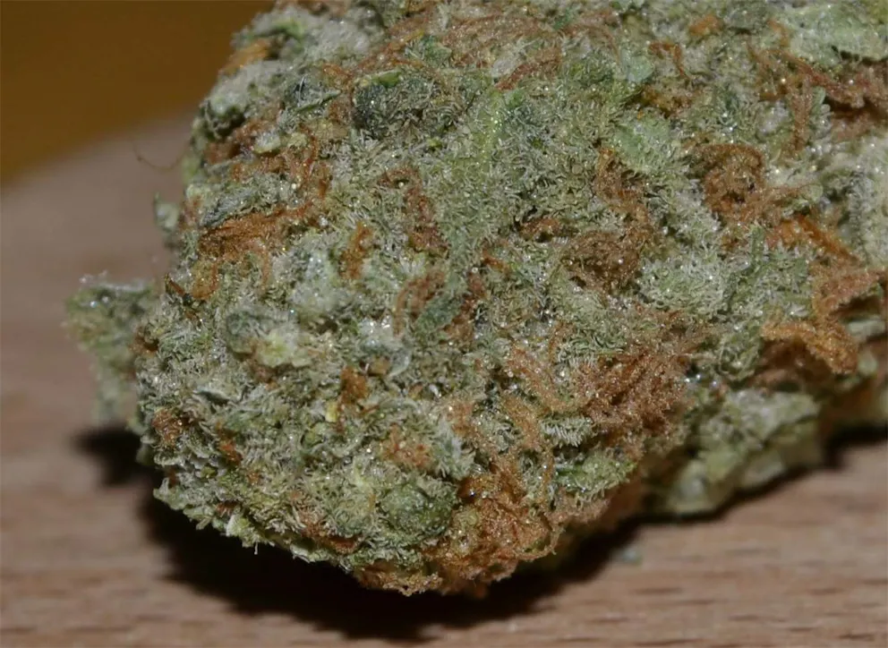 Photos of Royal Kush Weed Strain Buds | Leafly
