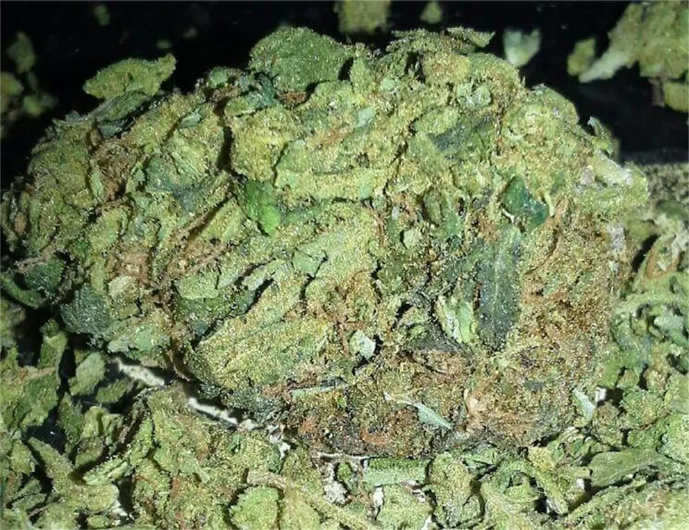 Photos of Royal Kush Weed Strain Buds | Leafly
