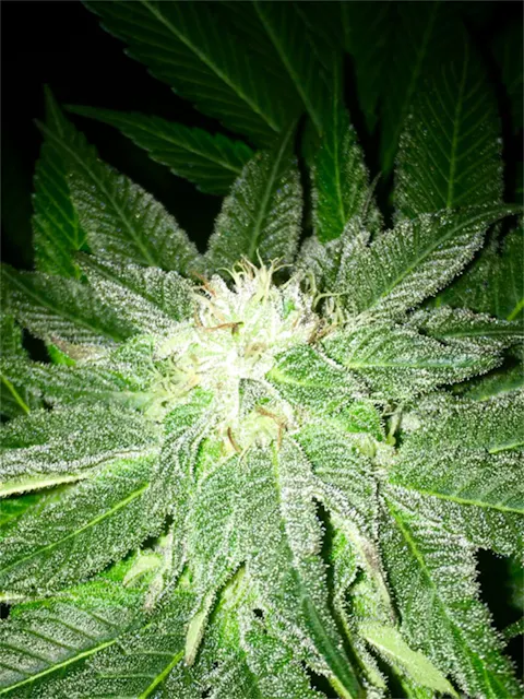 Sage and Sour aka Sage N Sour, S and S Weed Strain Information | Leafly