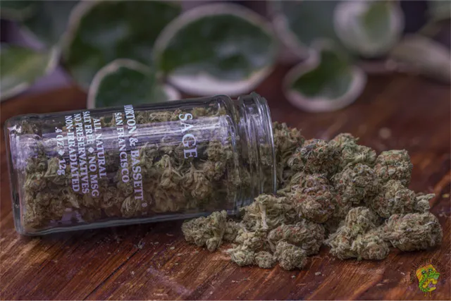 Photos of SAGE Weed Strain Buds | Leafly