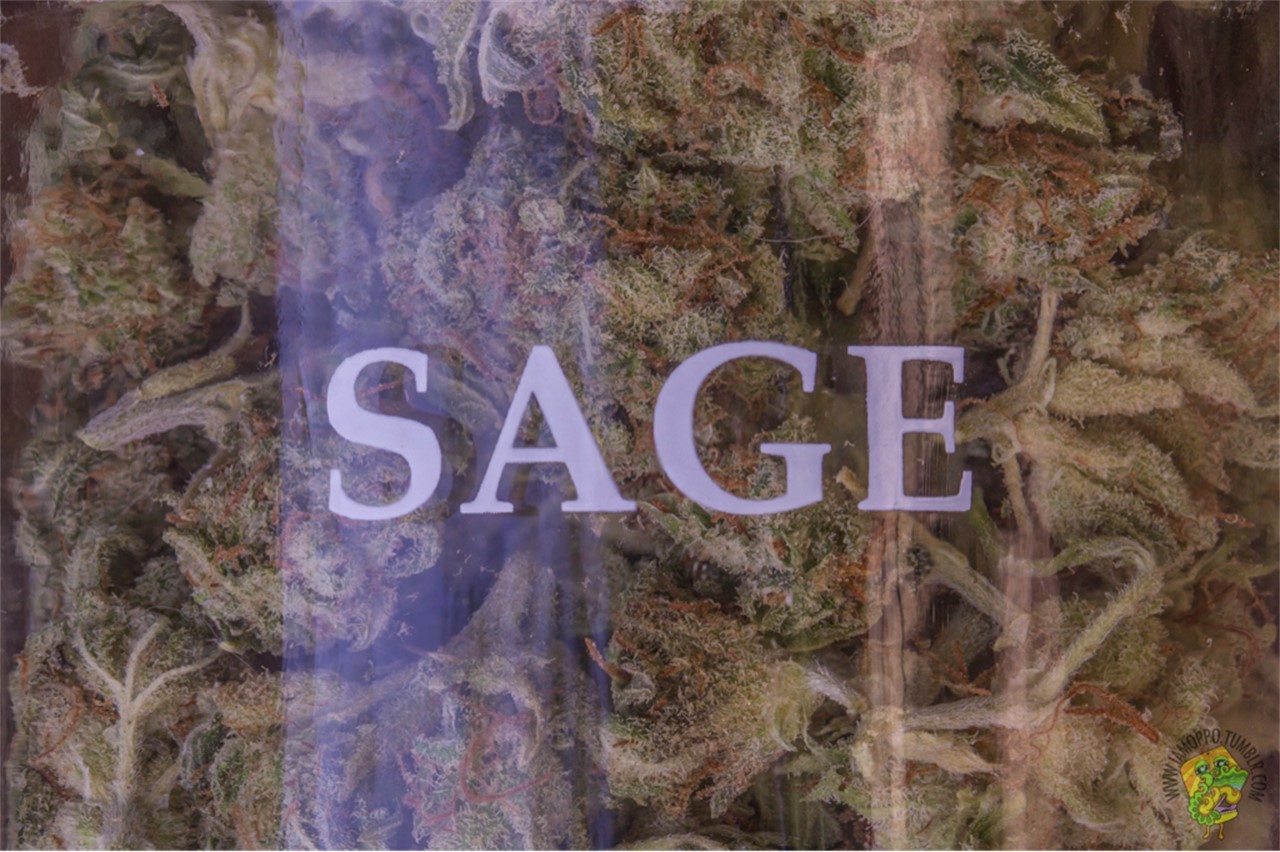 Photos of SAGE Weed Strain Buds | Leafly