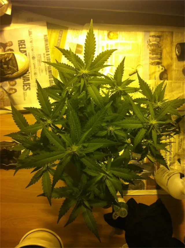 Photos of SAGE Weed Strain Buds | Leafly
