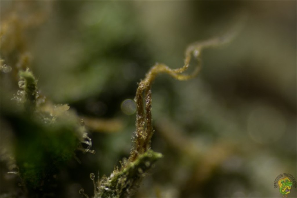 Photos of SAGE Weed Strain Buds | Leafly