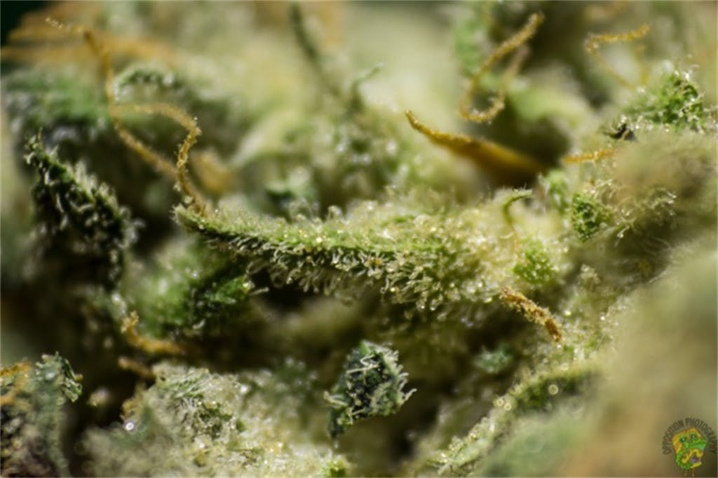 Photos of SAGE Weed Strain Buds | Leafly