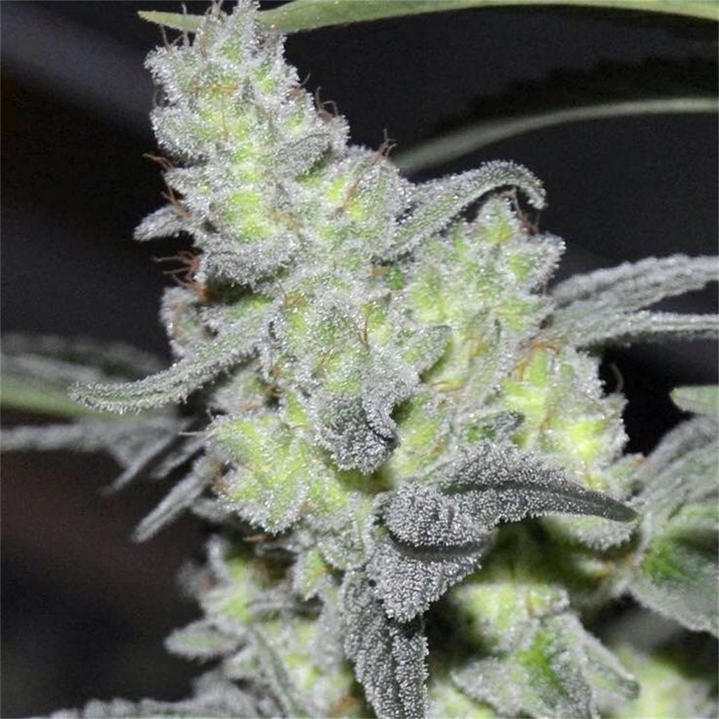 Photos of SAGE Weed Strain Buds | Leafly