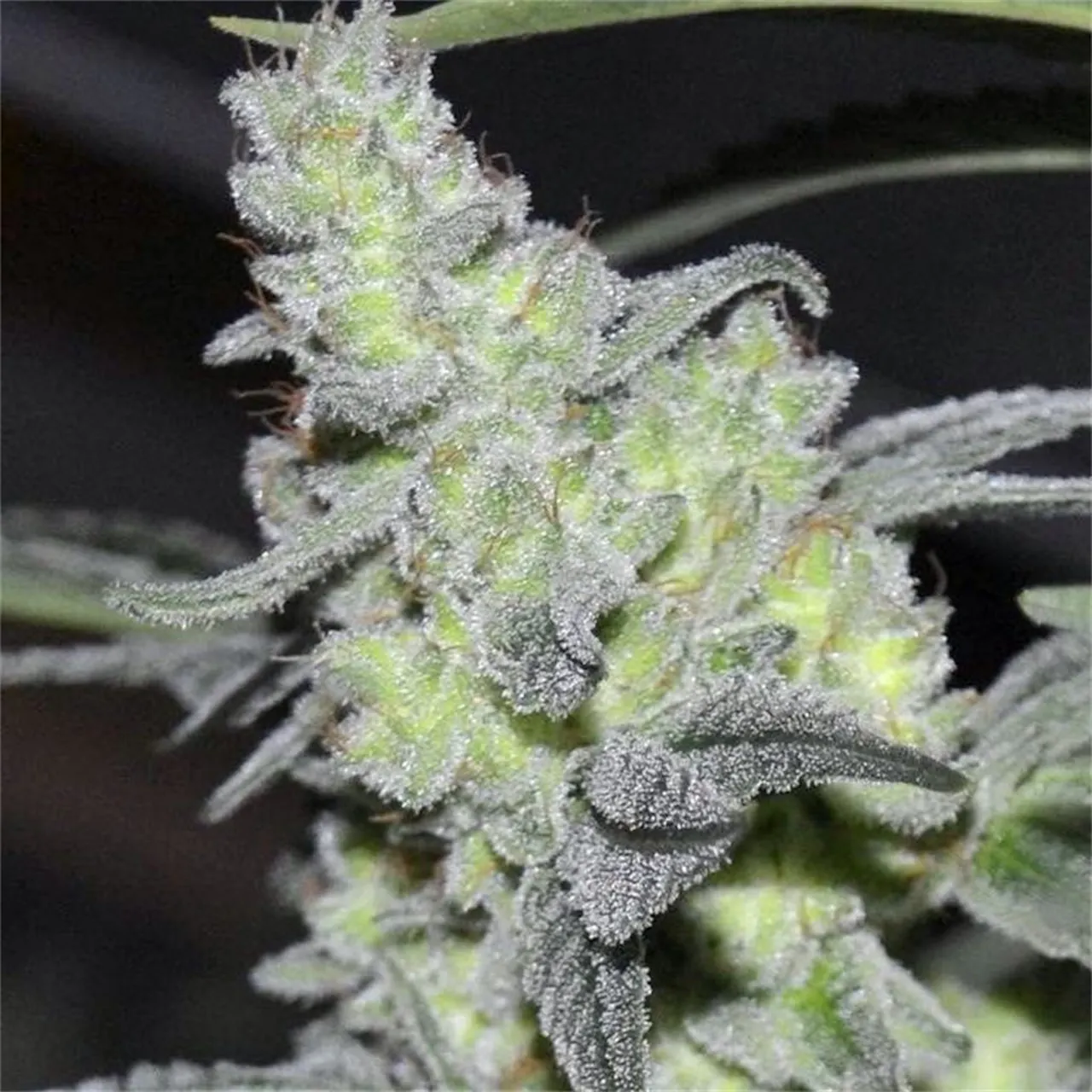 Photos of SAGE Weed Strain Buds | Leafly