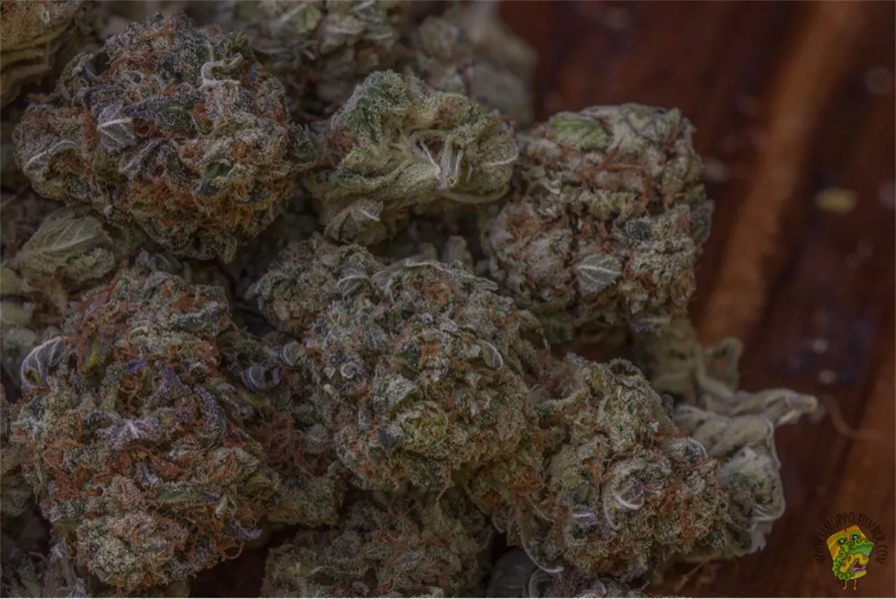 Photos of SAGE Weed Strain Buds | Leafly