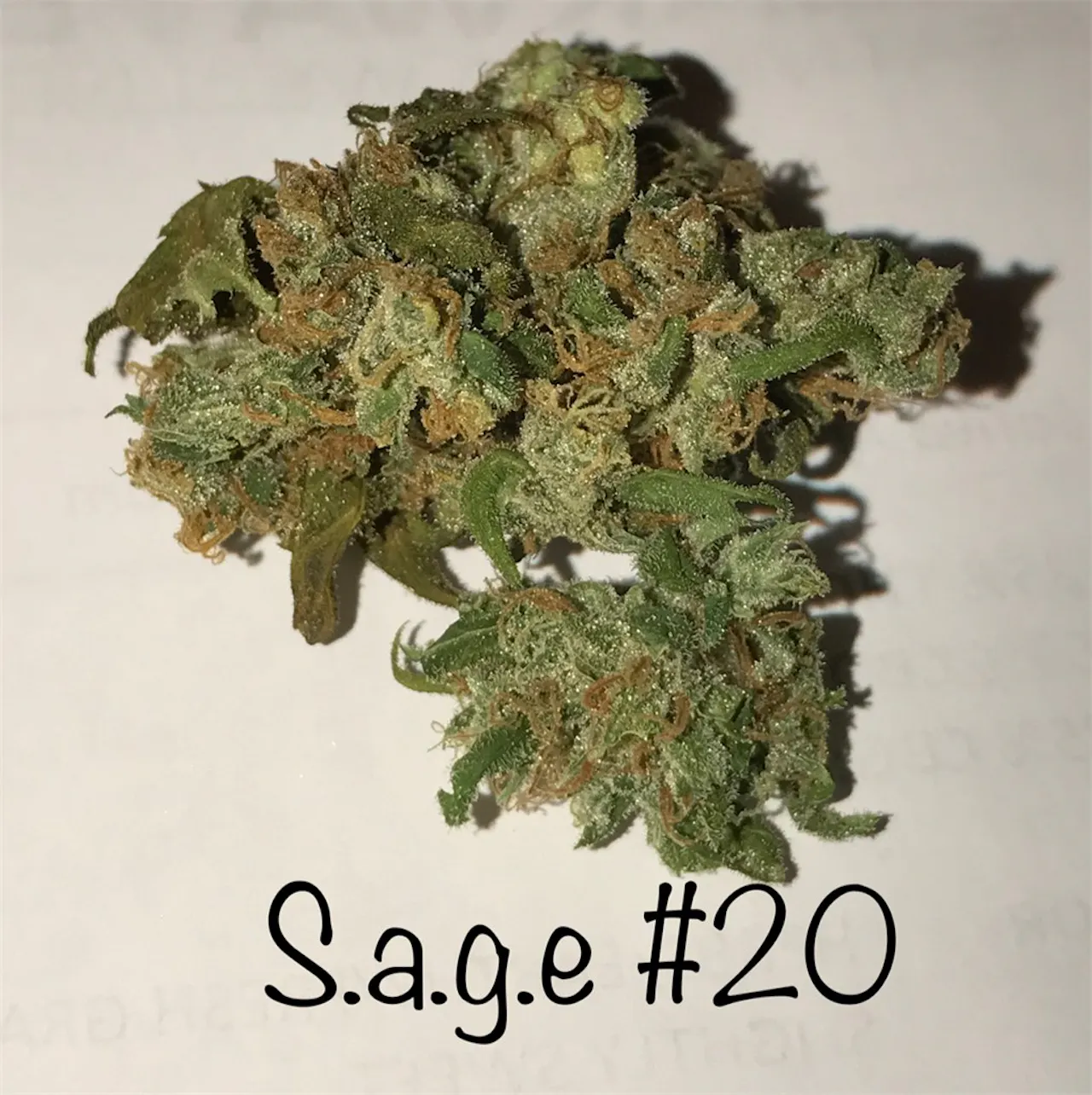 Photos of SAGE Weed Strain Buds | Leafly