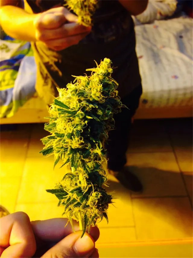 Photos of SAGE Weed Strain Buds | Leafly