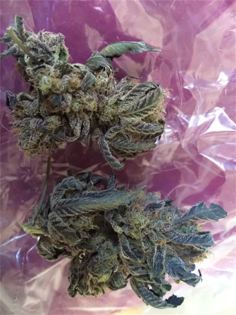 Sapphire Star aka Sapphire Weed Strain Information | Leafly