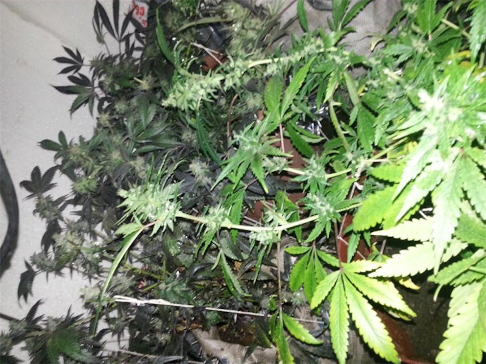 Photos of Satori Weed Strain Buds | Leafly