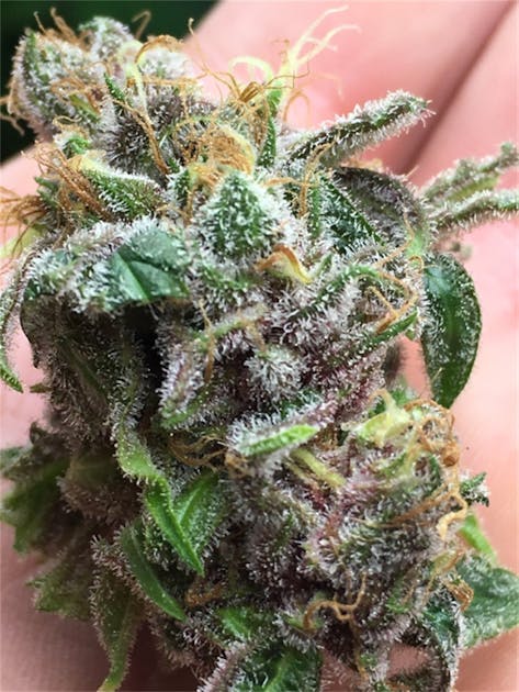 Photos of Seattle Blue Weed Strain Buds | Leafly